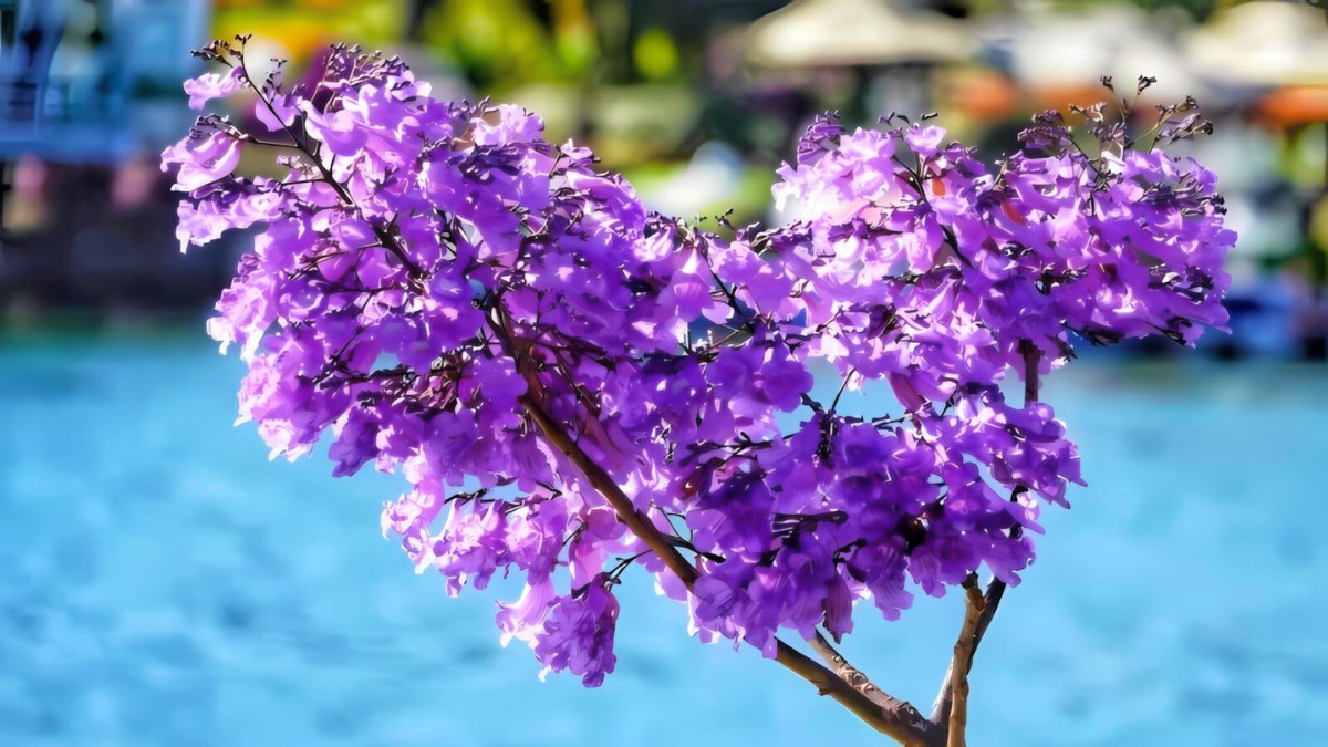 Tổng hợp 50+ hình ảnh hoa phượng đẹp gắn liền với mùa hè